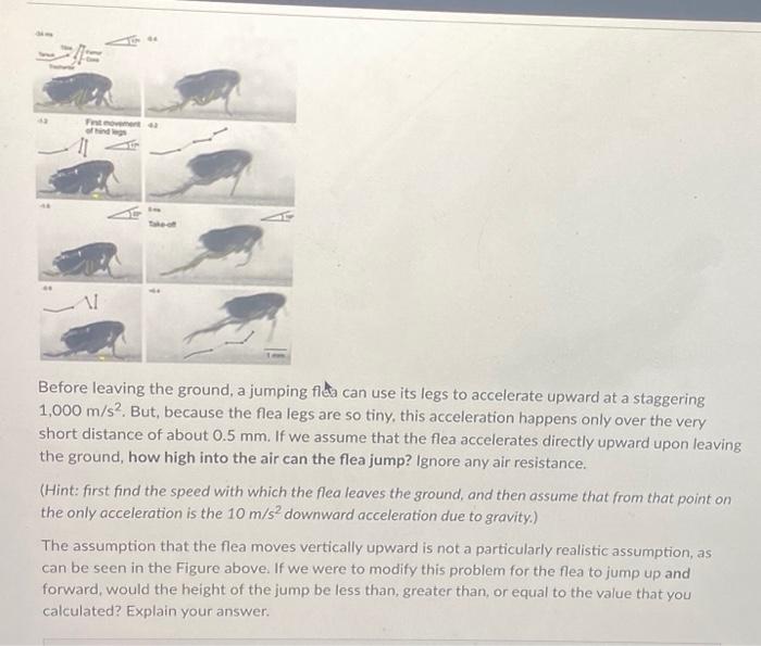 Before leaving the ground, a jumping fleta can use | Chegg.com