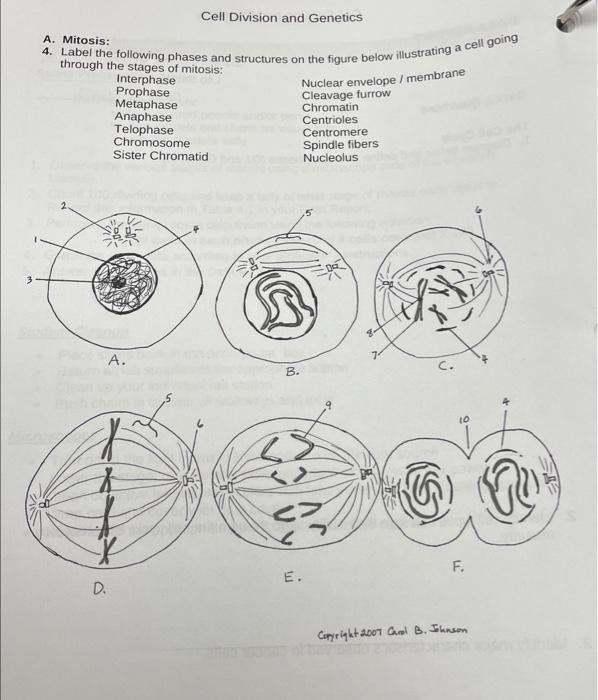 Solved Cell Division and Genetics 4. Label the following | Chegg.com