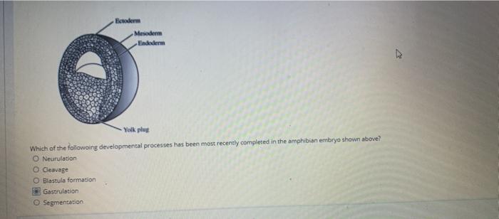 Solved Ectoder Mesederm Endoderm Yolk plug Which of the | Chegg.com