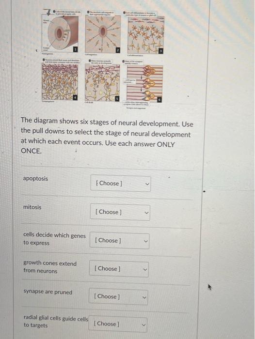 Solved The diagram shows six stages of neural development. | Chegg.com