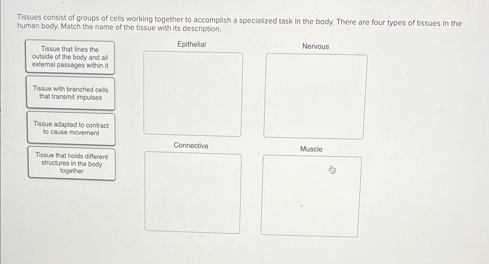 Solved Tissues consist of groups of cells working together | Chegg.com
