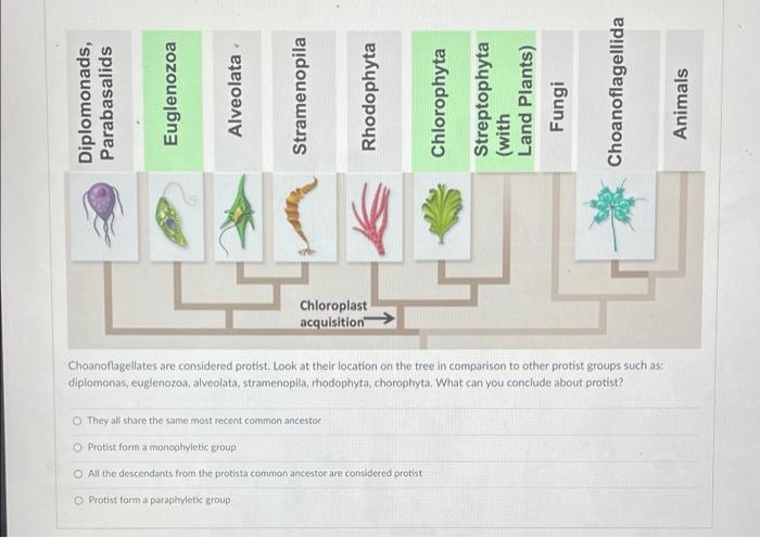 Solved Diplomonads, Parabasalids Euglenozoa Alveolata | Chegg.com