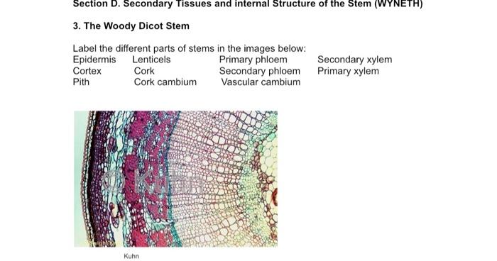 Solved Section D. Secondary Tissues and internal Structure | Chegg.com