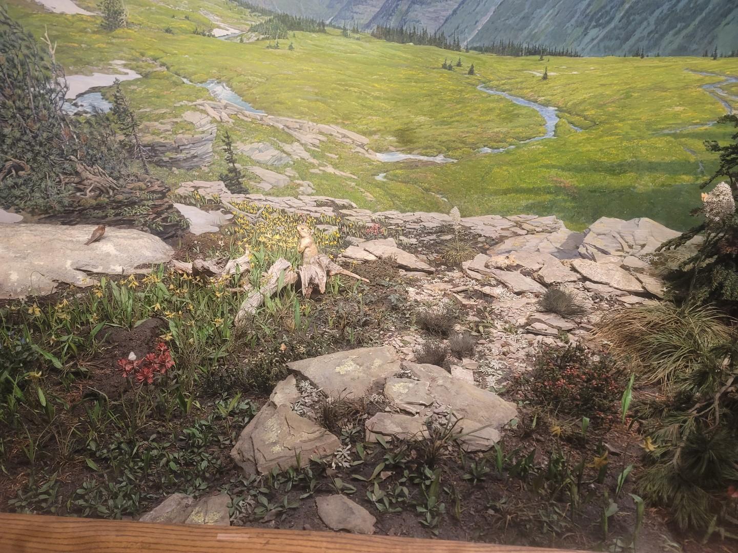 IV. In Hall of Birds of the World 1. American | Chegg.com