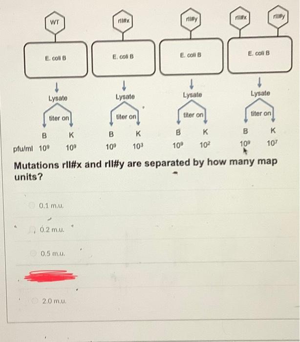 Solved Mutations rlI\#x and rli\#y are separated by how many | Chegg.com