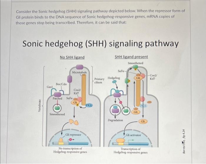 Solved Consider the Sonic hedgehog (SHH) signaling pathway | Chegg.com