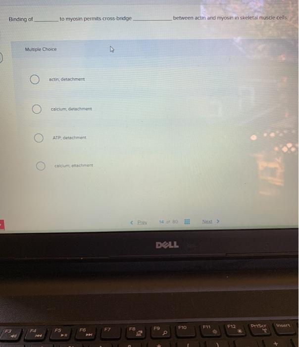 Solved Binding of to myosin permits cross-bridge between | Chegg.com