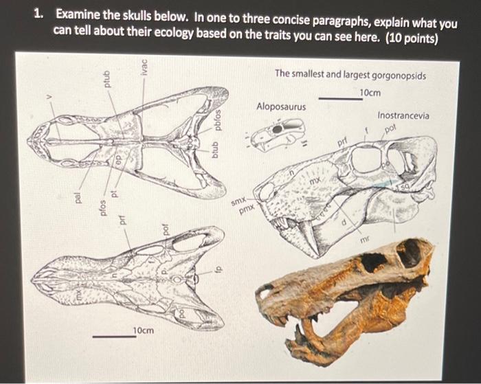 Solved 1. Examine the skulls below. In one to three concise | Chegg.com