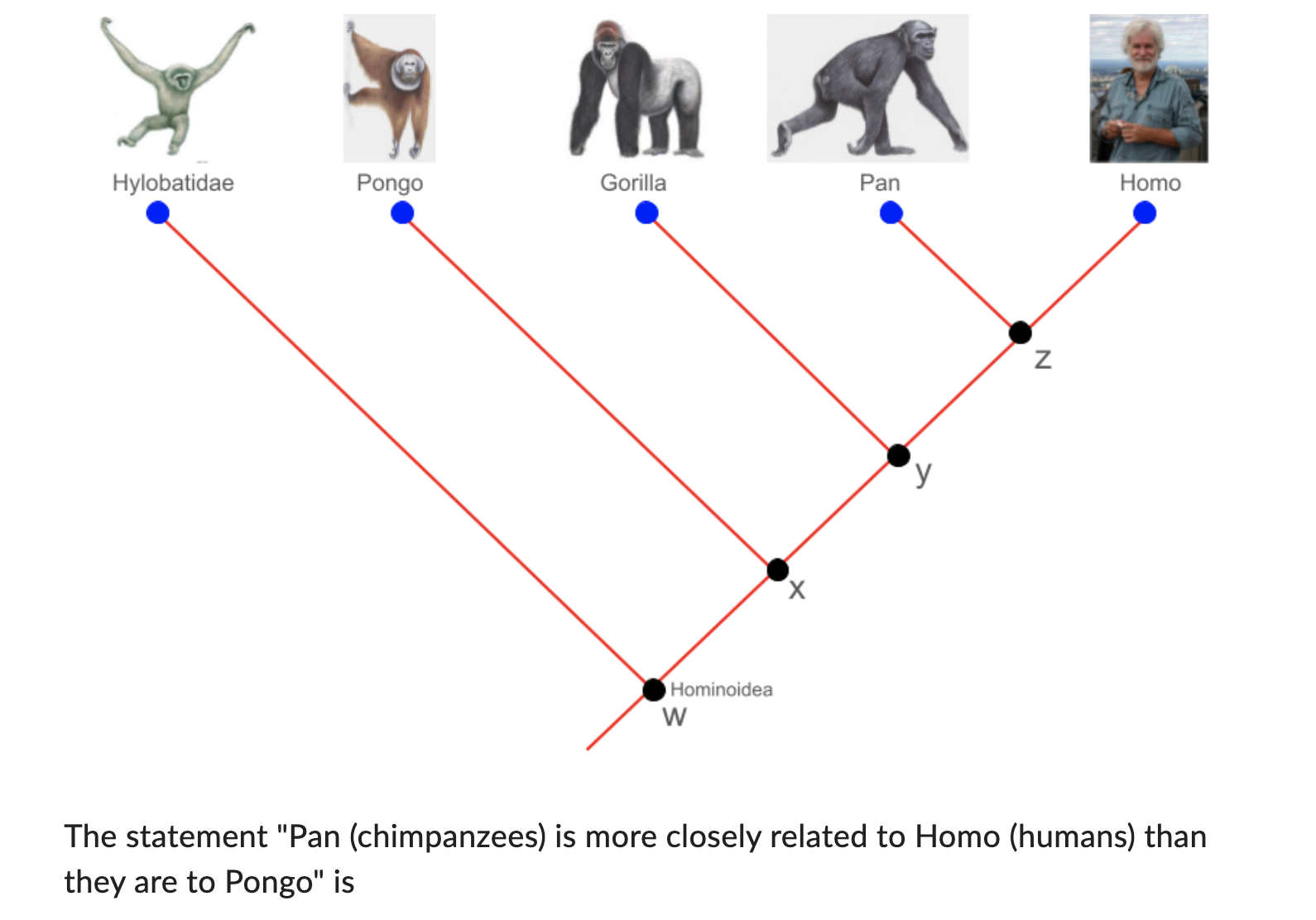 Solved The statement "Pan (chimpanzees) ﻿is more closely | Chegg.com