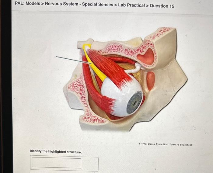 Solved PAL: Models > Nervous System - Special Senses > Lab | Chegg.com