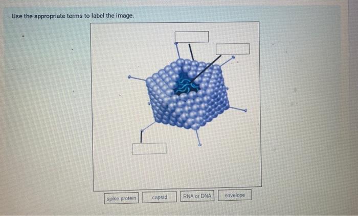Solved Label the image with the appropriate terms. हैN Use | Chegg.com