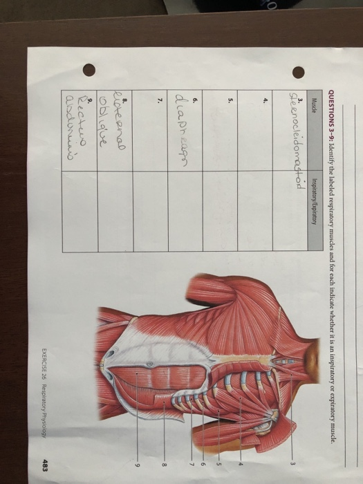 Solved QUESTIONS 3-9: Identify the labeled respiratory | Chegg.com
