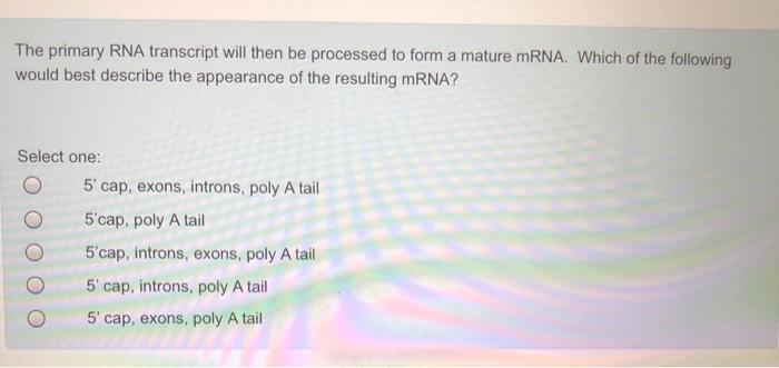 Solved The primary RNA transcript will then be processed to | Chegg.com