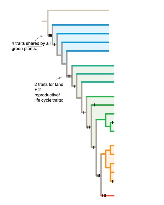 Solved 4 traits shared by all green plants: 1111 2 traits | Chegg.com