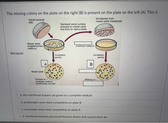 Solved The missing colony on the plate on the right (B) is | Chegg.com