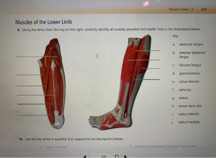 Solved Muscles of the Lower Limb 9. Using the terms from the | Chegg.com