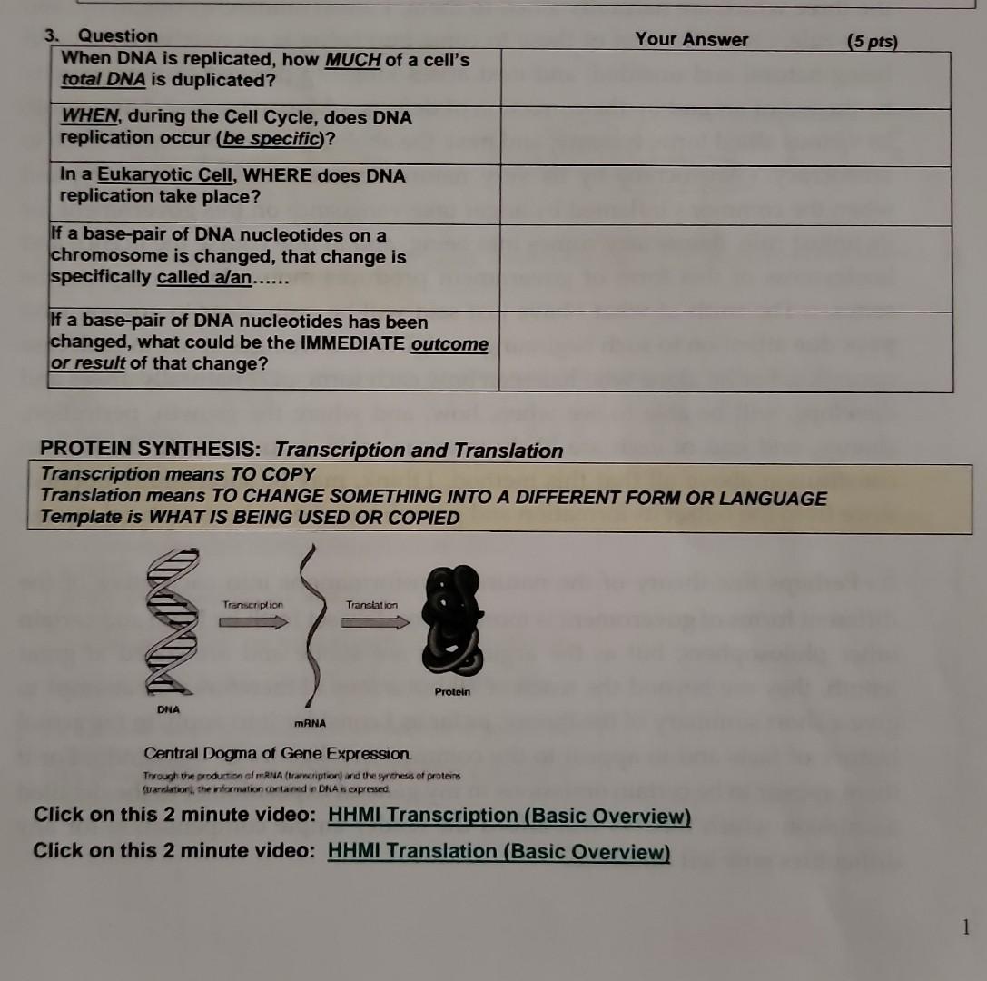 Solved PROTEIN SYNTHESIS: Transcription and Translation | Chegg.com