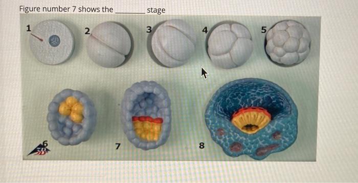 1 Figure number 5 shows the stage Figure number 7 | Chegg.com