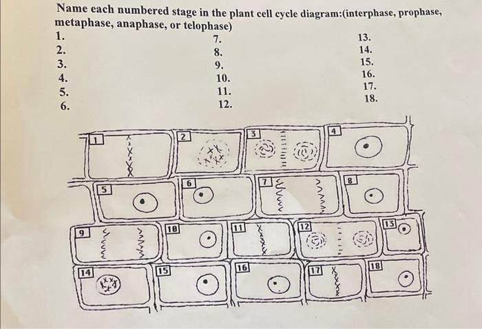 Solved Name each numbered stage in the plant cell cycle | Chegg.com