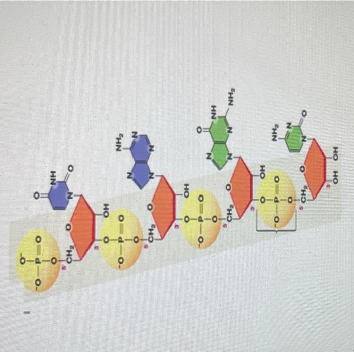 Solved Scientist believe that nucleotides was the first | Chegg.com