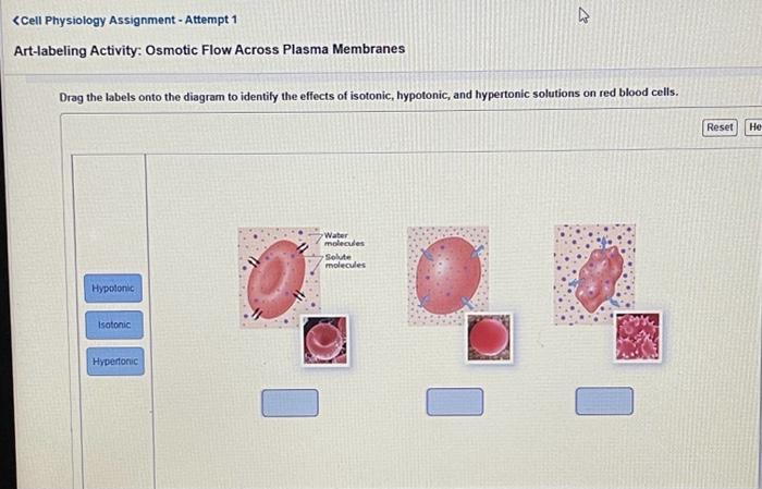 Solved Art-labeling Activity: Osmotic Flow Across Plasma | Chegg.com