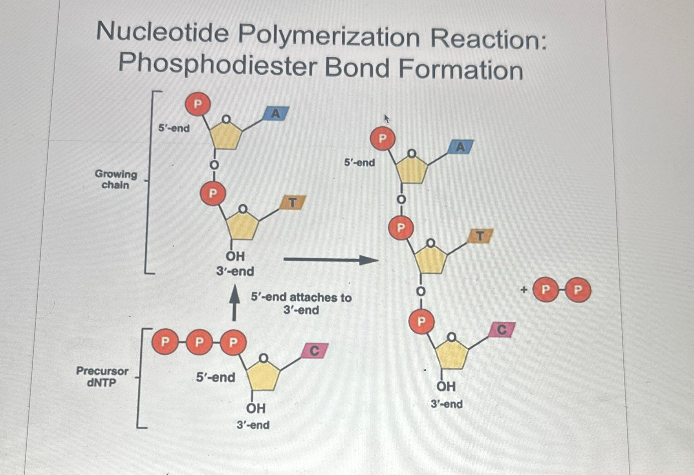 Solved Nucleotide Polymerization Reaction: Phosphodiester | Chegg.com