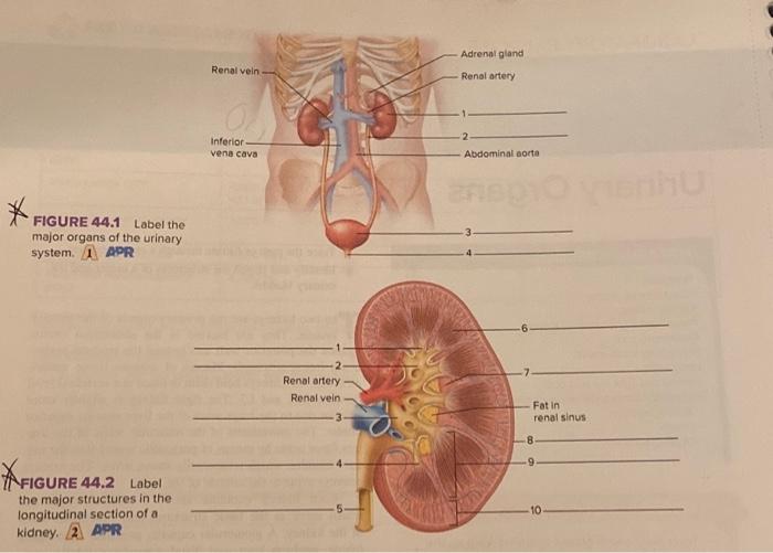 Solved FIGURE 44.1 Label the major organs of the urinary | Chegg.com