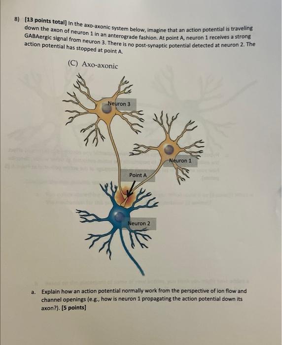 8) [13 points total] In the axo-axonic system below, | Chegg.com