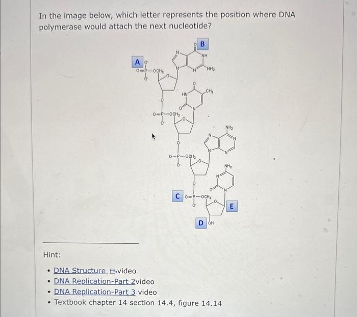 Solved In the image below, which letter represents the | Chegg.com