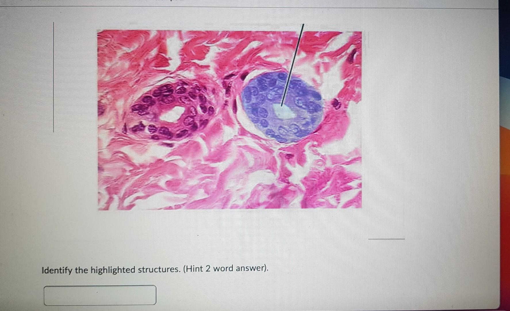 Solved Identify the highlighted structures. (Hint 2 word | Chegg.com