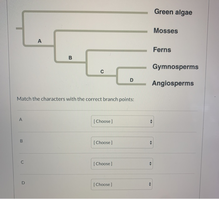 Solved Green algae Mosses А Ferns B Gymnosperms с D | Chegg.com