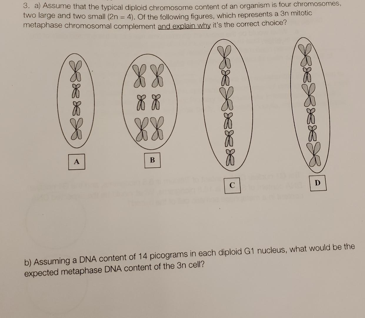 Solved a) ﻿Assume that the typical diploid chromosome | Chegg.com
