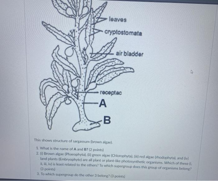 Solved leaves cryptostomata air bladder receptac -Α B This | Chegg.com