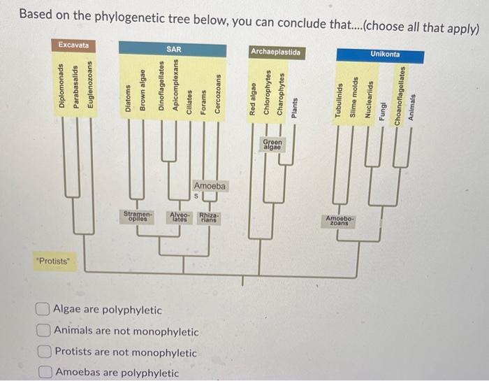 Solved Based on the phylogenetic tree below, you can | Chegg.com
