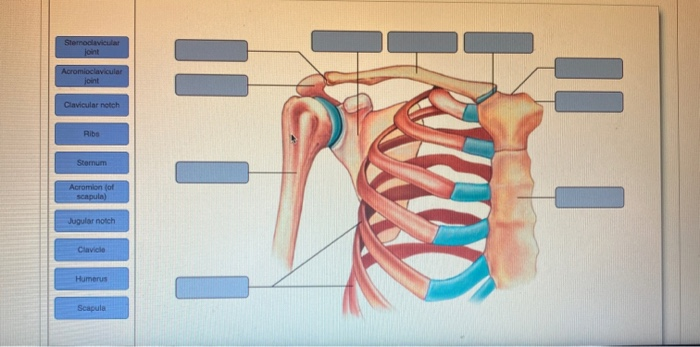 Solved Steroclavicular joint Acromioclavicular joint | Chegg.com