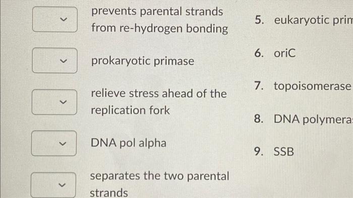 Solved Match each enzyme or protein with its function in | Chegg.com