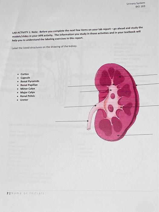 Solved Urinary System BIO 169 LAB ACTIVITY 1: Note: Before | Chegg.com