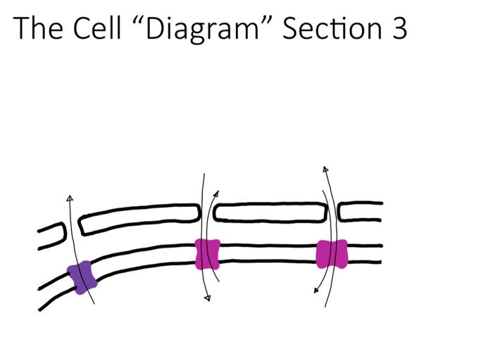 Solved The Cell “Diagram” Section 3 C | Chegg.com