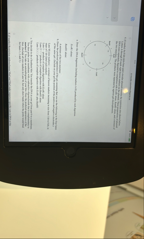 Solved ( 6 ﻿marks) ﻿An 8 -kb (kilo-base pain) ﻿circular | Chegg.com