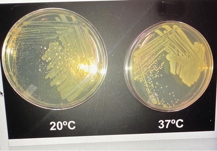 Solved CULTURAL CHARACTERISTICS A. APPEARANCE IN NUTRIENT | Chegg.com