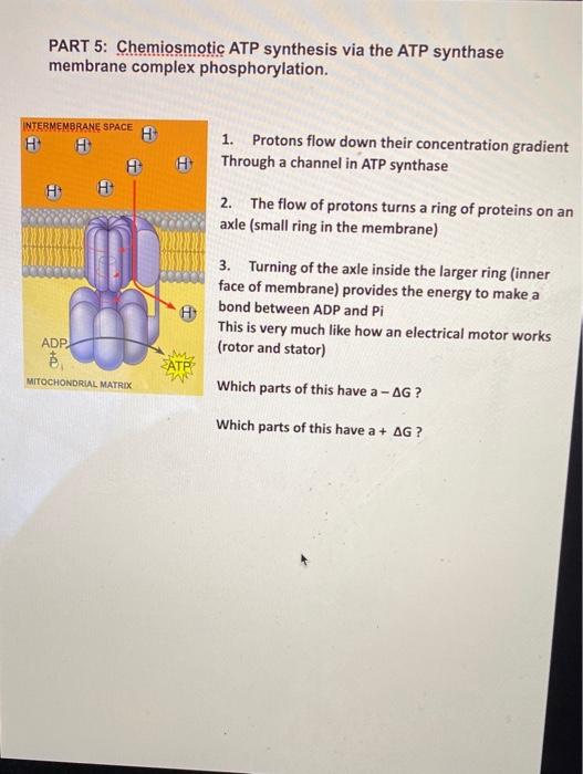 Solved PART 5: Chemiosmotic ATP synthesis via the ATP | Chegg.com
