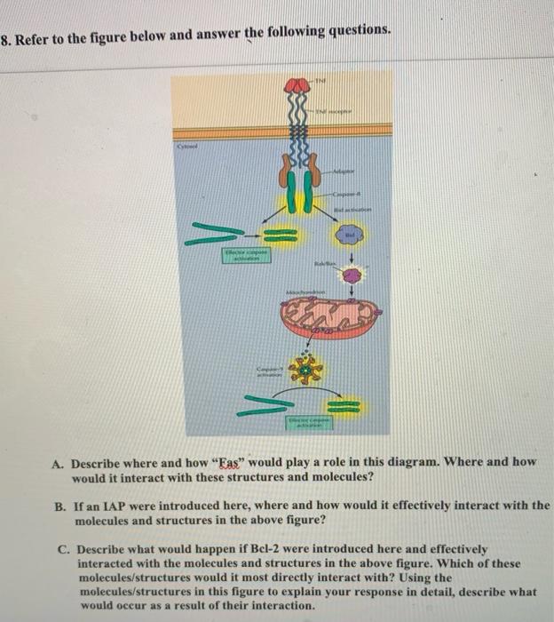 Solved 8. Refer to the figure below and answer the following | Chegg.com