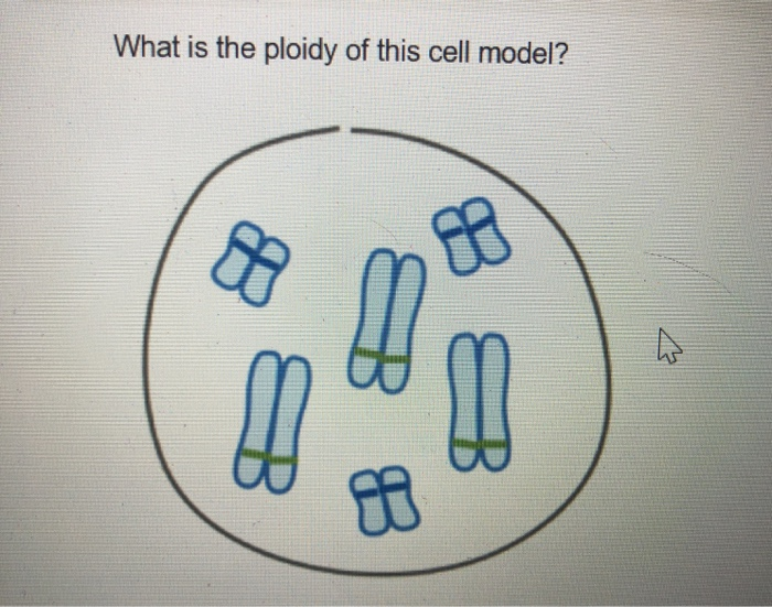Solved What is the ploidy of this cell model? B 8 O | Chegg.com