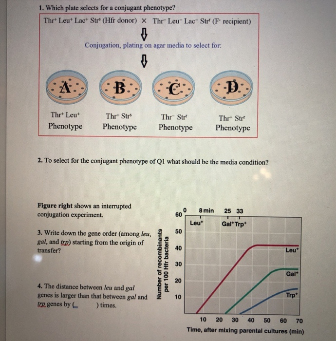 Solved 1. Which plate selects for a conjugant phenotype? Thr | Chegg.com