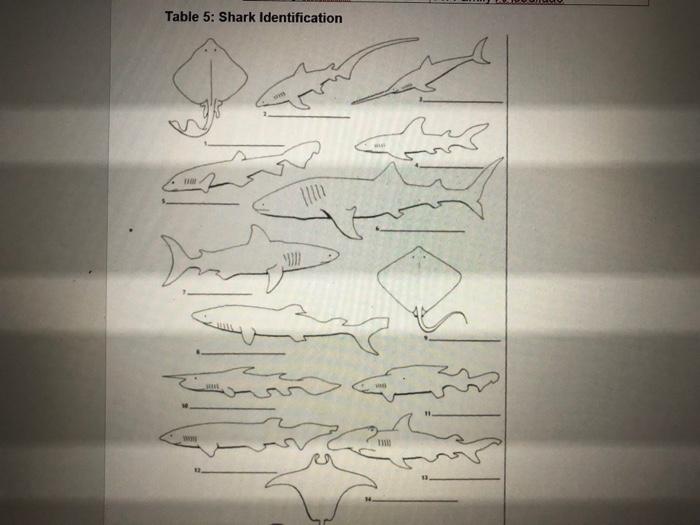 Solved Shark Families 1. Family Rajidae 2. Family Alopiidae | Chegg.com