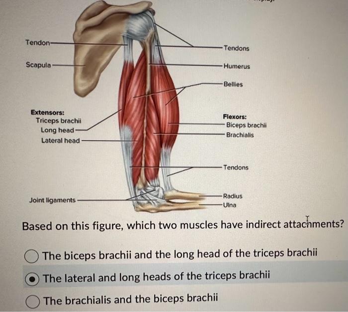 Solved Based on this figure, which two muscles have indirect | Chegg.com