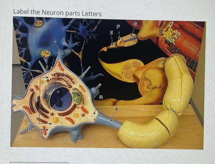 Solved Label the Neuron parts Letters A. Axon hillock B. | Chegg.com