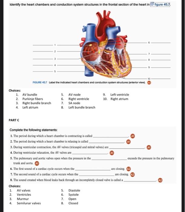 Solved Identify the heart chambers and conduction system | Chegg.com