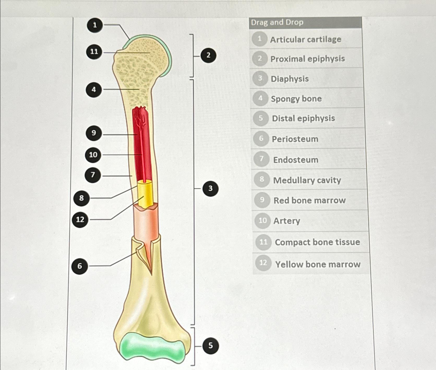 Solved Drag and Drop1 ﻿Articular cartilage2. ﻿Proximal | Chegg.com