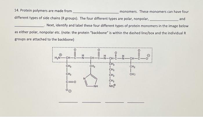 Solved 14. Protein polymers are made from monomers. These | Chegg.com